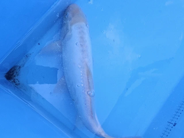 19& JAPANESE WHITE Doitsu Ogon Koi Carp Fish £35.00 - PicClick UK