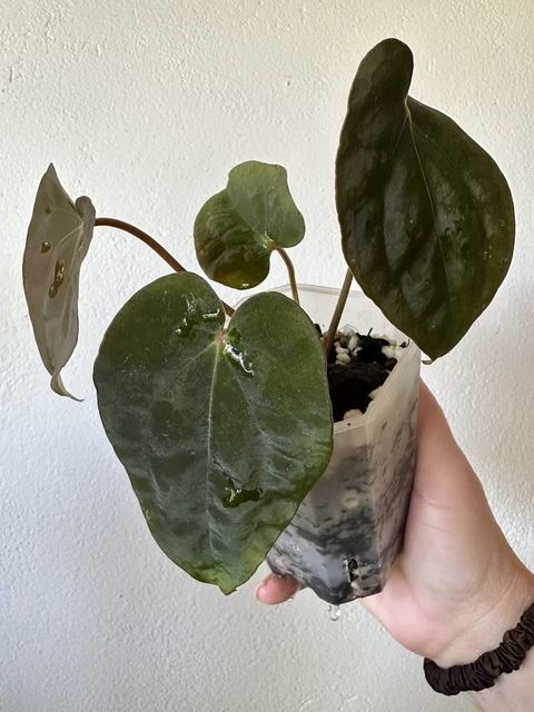 ANTHURIUM MIDNIGHT VELVET Hybrid x (Neon Night) $50.00 - PicClick AU