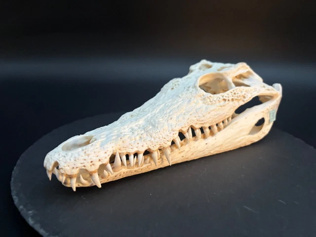 KROKODILSCHÄDEL CROCODYLUS NILOTICUS 27 cm Cites Echtes Exemplar NEU ...