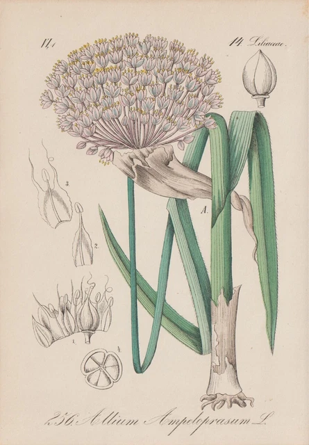 ACKERLAUCH (ALLIUM AMPELOPRASUM) Antico Chromo-Lithographie Di 1880 ...