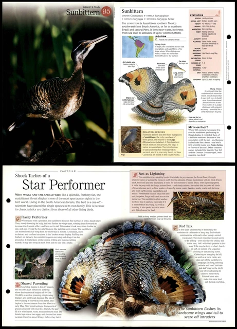 SUNBITTERN #95 BIRDS - Discovering Wildlife Fact File Fold-Out Card £1. ...