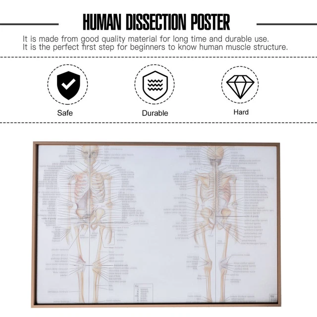 SKELETAL MUSCLE DIAGRAM Poster Human Anatomy Chart Educational £8.85 ...