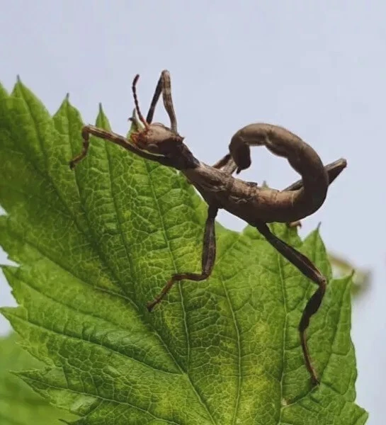 MACLEAYS SPECTRE STICK Insect 5x Nymphs Live £16.99 - PicClick UK