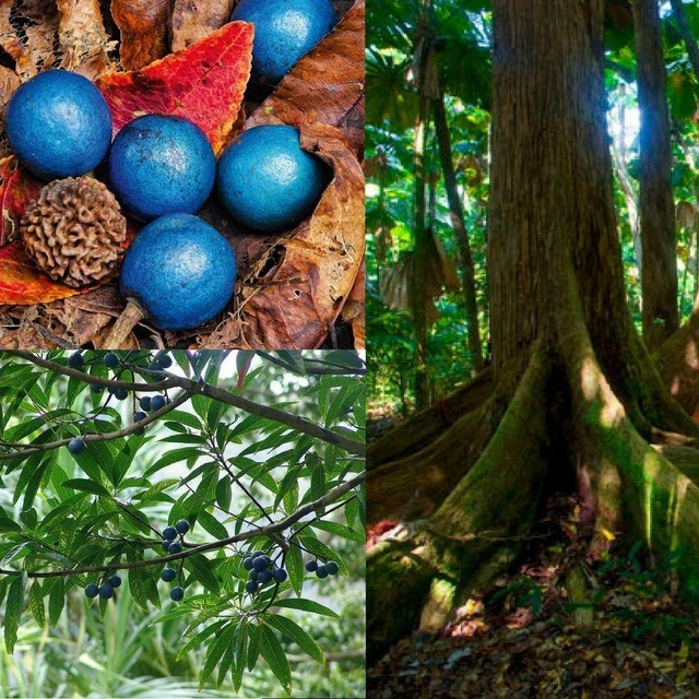 BLUE QUANDONG (ELAEOCARPUS grandis) SEEDS 'Bush Tucker Plant' $4.20 ...
