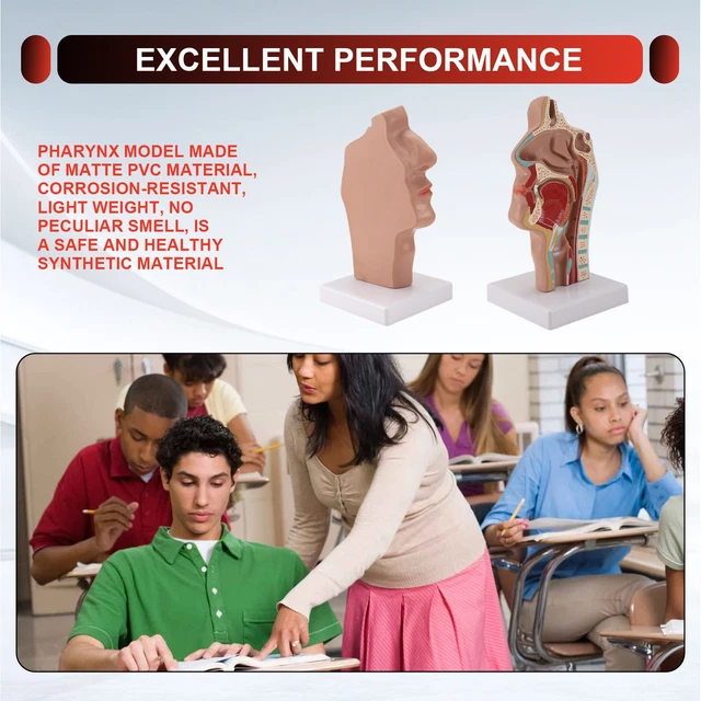 1X(NASEN HÖHLEN HALS Anatomie Modell Menschliches Anatomisches Pharynx ...