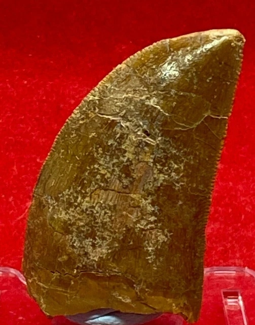 37MM REAL AFRICAN T-Rex Tooth Carcharodontosaurus Extinct Dinosaur TRex ...