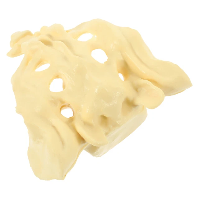 NETTER ATLAS OF Human Anatomy Sacrum Practice Model PVC Material £31.29 ...