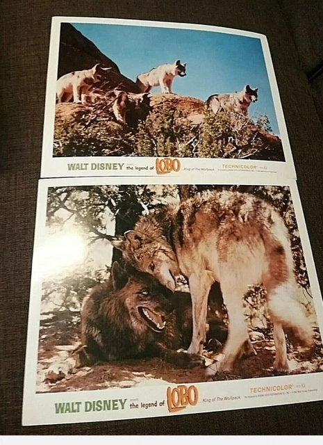 THE LEGEND OF lobo original walt disney lobby cards x2 rare 1962 11x14 wolves us £12.00 ...