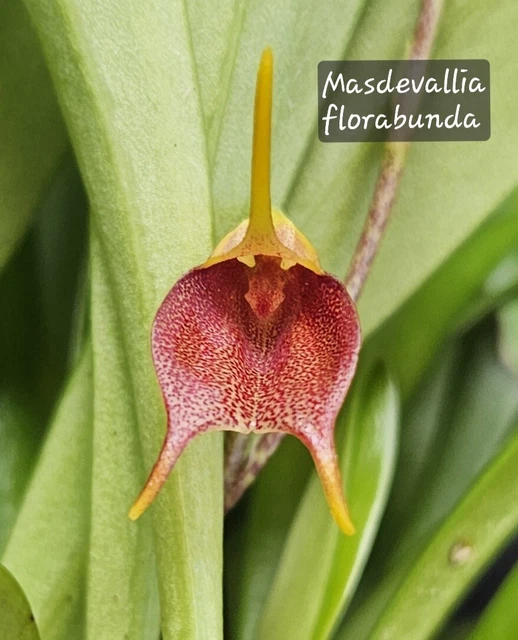 MASDEVALLIA ORCHID - Masdevallia floribunda (Species) LARGE PLANT ...