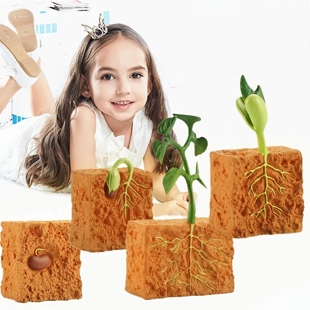LIFE CYCLE GREEN Bean Growth Cycle Plant Growth Cycle Model Life Cycle ...