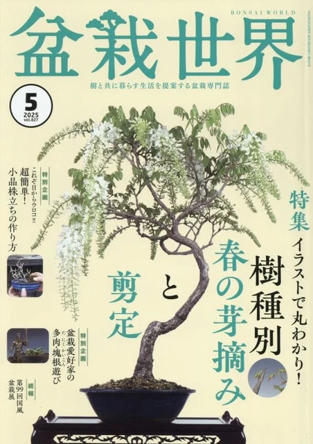 BONSAI WORLD MAY 2025 Magazine Japan Japanese Culture Metsumi Sentei ...