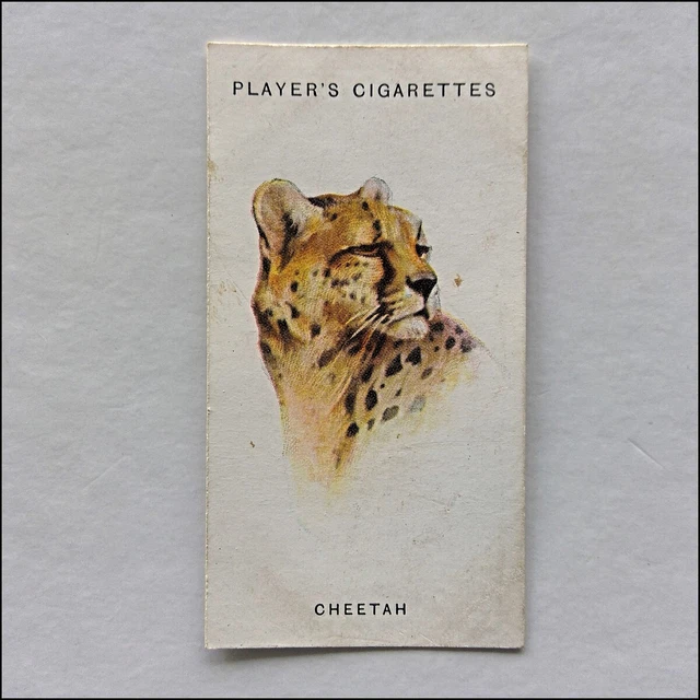 JOHN PLAYER WILD Animals' Heads 14 Cheetah Cigarette Card (CC14) $4.99 ...