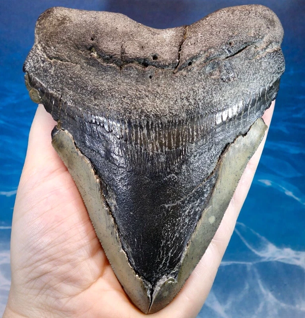 355G MEGALODON SHARK MASSIVE THICK SERRATED TOOTH ~ 5.24" ~ REAL FOSSIL ...