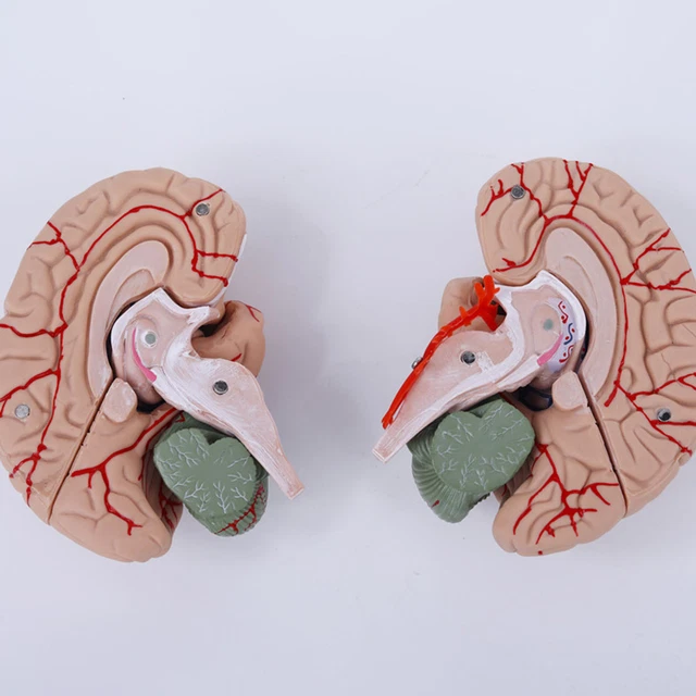 HUMAN BRAIN MODEL Simulation Life-size Life-size Brain Model Toy £50.83 ...