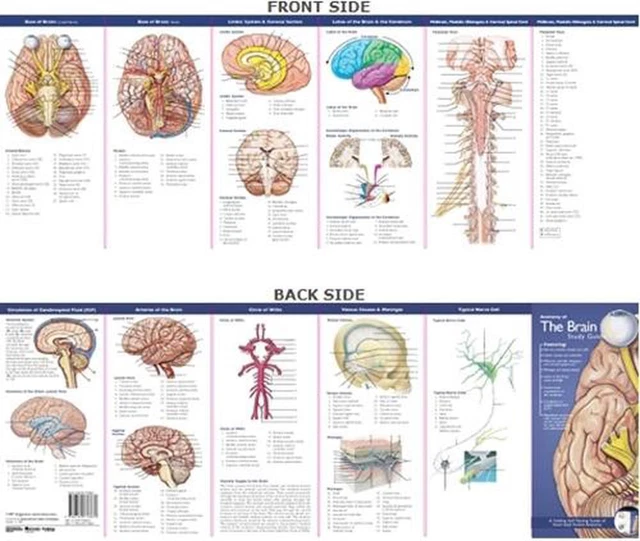 POCKET ANATOMY - Anatomy of the Brain: 11 Panels 18 Full-Color ...