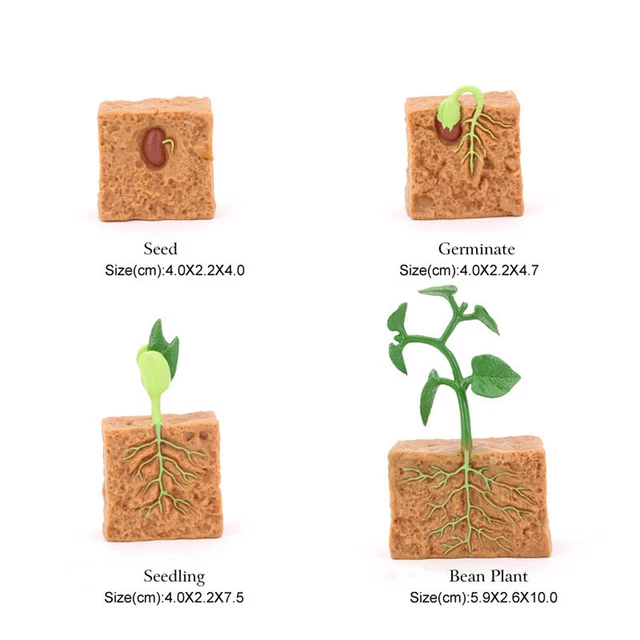LIFE CYCLE PLANT Growth Cycle Model Life Cycle Figurine Green Bean ...