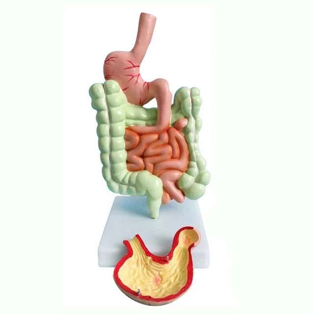 SISTEMA DIGESTIVO UMANO Modello Stomaco Anatomia Intestino Retto Cemico ...