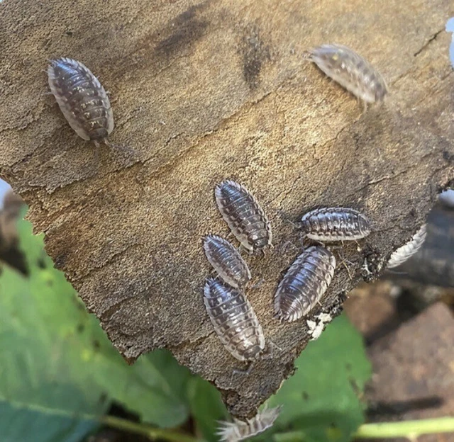 20+ SKIRTED ISOPODS Oniscus asellus - EntoScapes - Bioactive Terrarium ...