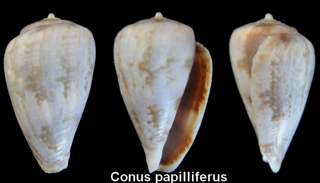 COQUILLAGE DE COLLECTION : Conus papilliferus EUR 11,00 - PicClick IT