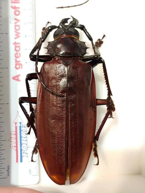 TITANUS GIGANTEUS 115.4MM Male from Peru Giant Longhorn Beetle Insect ...