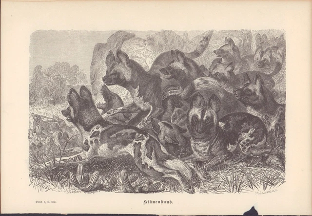 HIÄNENHUND. STAHLSTICH VON 1876. Müntzel [Stecher], Gustav: $25.04 ...