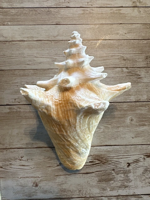 QUEEN CONCH SHELL Medium Seashell Horned Nautical Decor Fish Tank 4" H ...