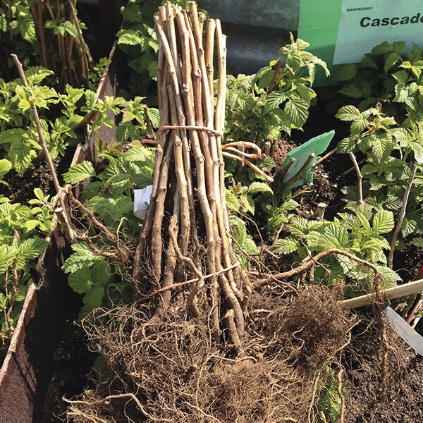 10X RASPBERRY CANES 'Polka' Plants Bare Root Garden Fruit Autumn ...