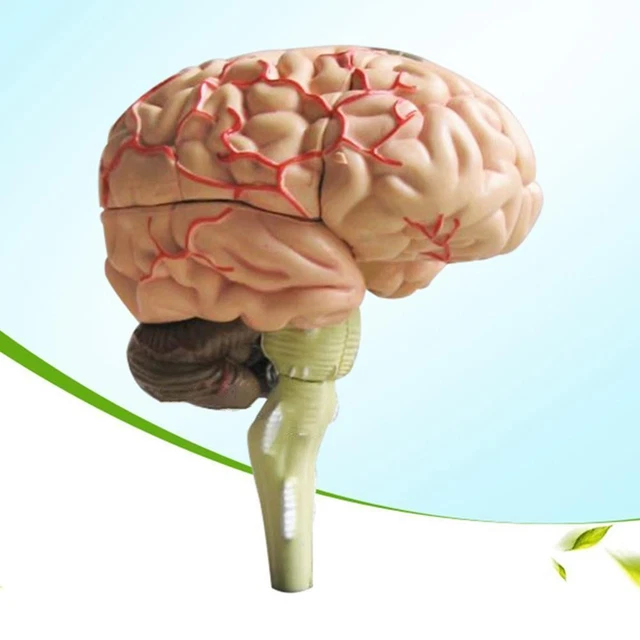 4D DISASSEMBLED ANATOMICAL Human Brain Model Anatomy Teaching L9U4 Tool ...
