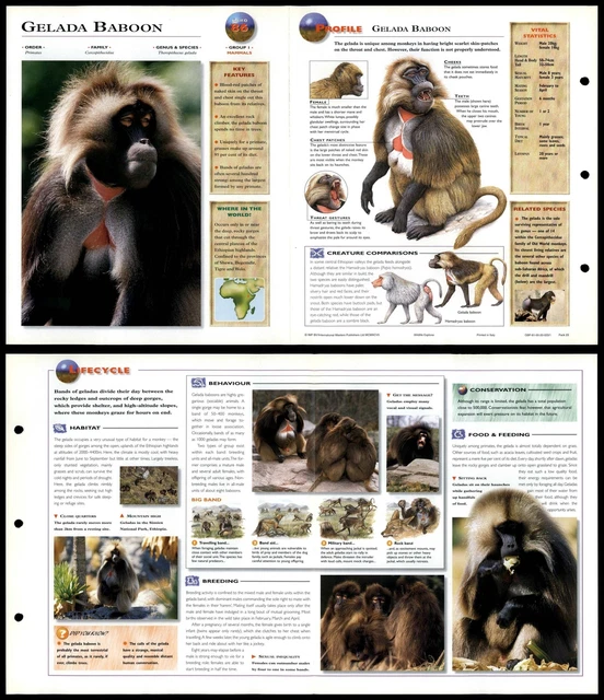 GELADA BABOON #86 Mammals - Wildlife Explorer Fold-Out Card $4.25 ...