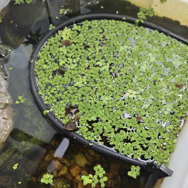 ADJUSTABLE FLOATING PLANT Corral Interceptor Duckweed Fence Filter ...
