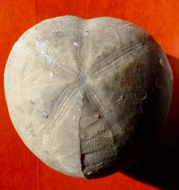 SPAIN CRETACEAN FOSSIL Sea Urchin, Micraster £35.76 - PicClick UK