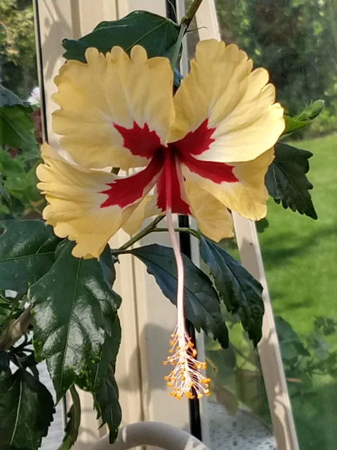 HIBISKUS ROSA SINENSIS - Hibiscus - unbewurzelter Steckling "Sylvia ...