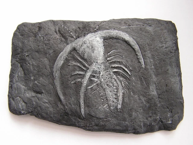 FOSSILS REPLICA CAMBRIAN arthropod - Marella Splendens - Burgess Shale ...