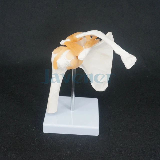 Shoulder Joint Anatomy