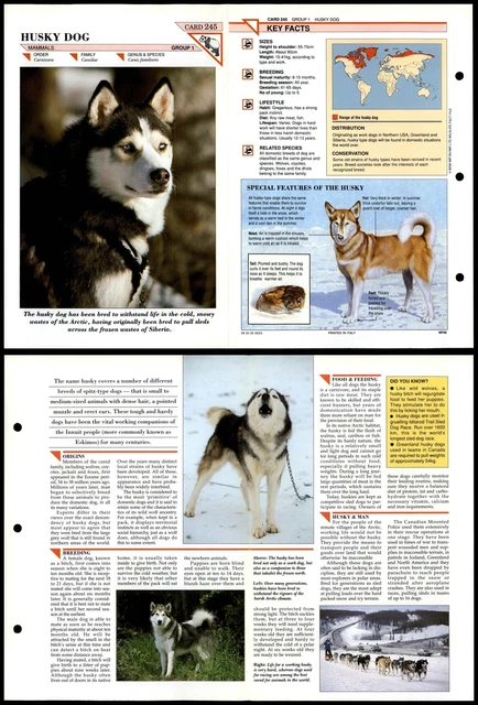 HUSKY DOG #245 Mammals Wildlife Fact File Fold-Out Card £1.99 - PicClick UK