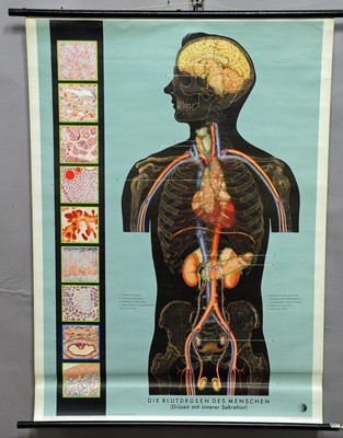 MEDICAL POSTER VINTAGE rollable wall chart human skin efforts £153.79 ...