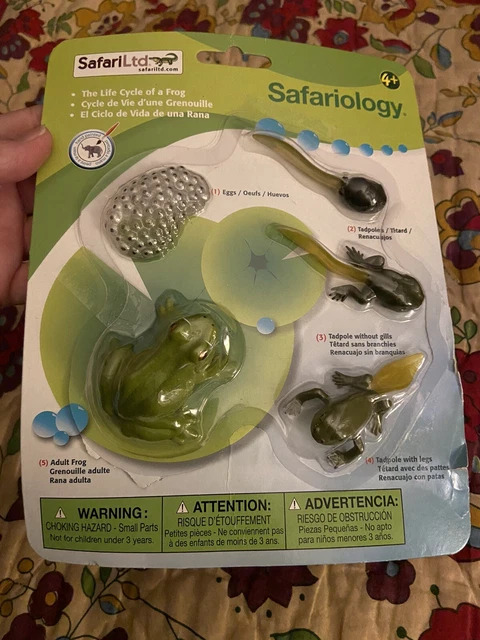 SAFARI LTD. LIFE Cycle of a Frog Educational Toy Figure Animal Replica ...