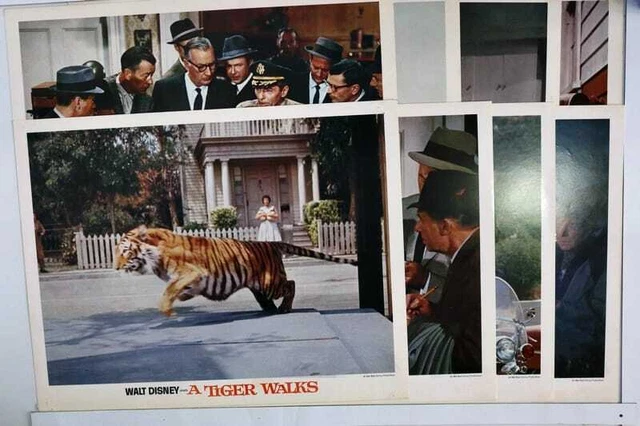 ORIGINAL LOBBY CARDS - A TIGER WALKS - 1964 - Walt Disney - set of 8 ...