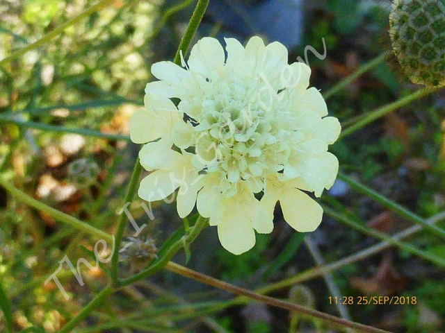 BEAUTIFUL LEMON YELLOW scabious. 30 + Seeds Hardy perennial Sow Sept ...