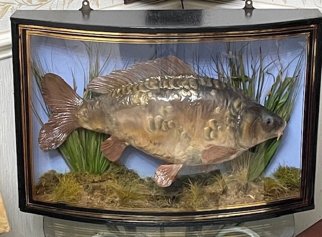 ANTIQUE TAXIDERMY PROFESSIONALLY Restored Mirror Carp Fish In Bow ...