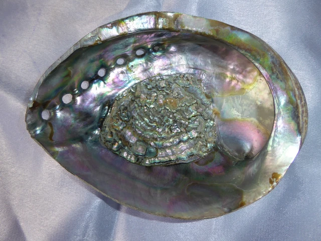 SUPERBE ORMEAU ABELONE nacré dimensions 14 X 11 cm EUR 20,00 - PicClick FR