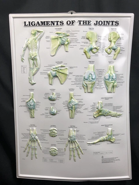 VINTAGE ANATOMICAL “LIGAMENTS Of The Joints” Medical Chart Pop 3D ...