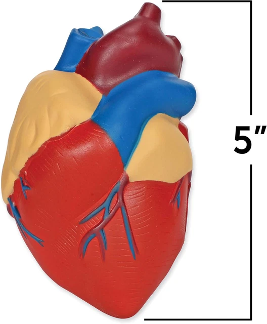 LEARNING RESOURCES SOFT Foam Cross-Section Human Heart Model £28.15 - PicClick UK