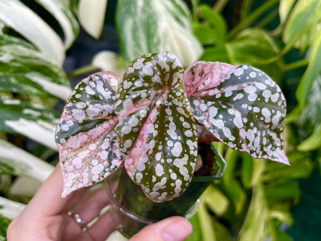 BEGONIA SNOW CAPPED variegated $120.00 - PicClick AU