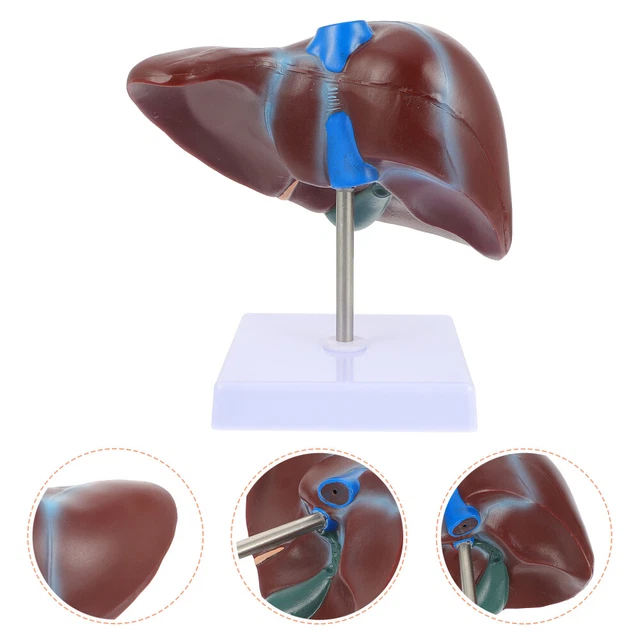 LIVER ANATOMICAL MODEL Bases Anatomy Models Human Body Hand £43.99 ...
