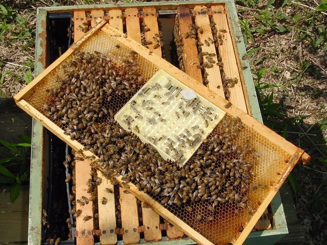 QUEEN REARING CUPKIT Box Hair Roller Cage Cell Cups Beekeeping Case Kit ...
