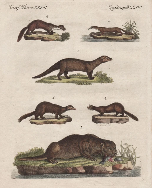 MARDER WIESEL ILTIS marten polecat weasel Kupferstich Bertuch 1800 EUR ...