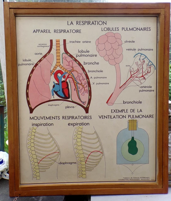 ANCIENNE AFFICHE SCOLAIRE rossignol science corps humain respiration ...