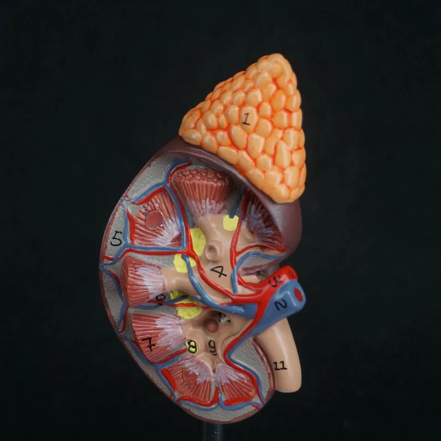 1:1 HUMAN KIDNEY with Model Urology Anatomy Adrenal Gland Anatomical ...