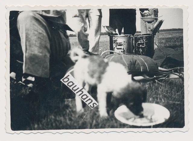 FOTO LUFTWAFFE HUND, Dog 2.WK (7027x) EUR 5,30 - PicClick DE